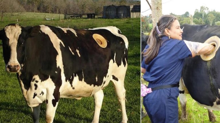 Datos Curiosos Sobre Las Vacas 🐄 Ganadería Toda La Información Del